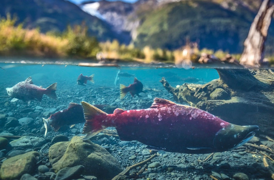 Fishing Photography: Waterproof Camera Housing | Outex – Outex ...